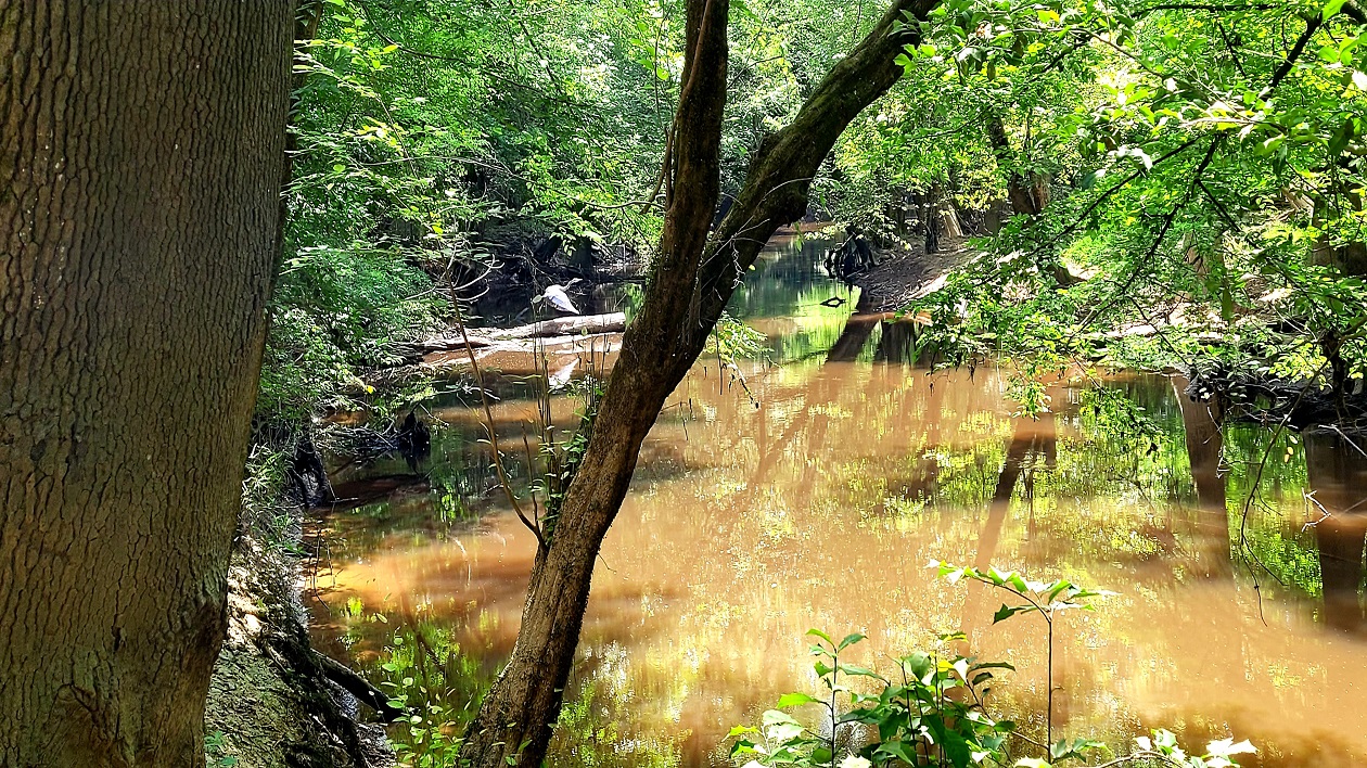 Congaree National Park Guide | Kayaking, Hiking & Old-Growth Forests