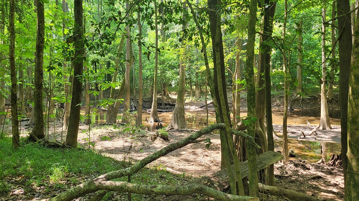 Congaree National Park Guide | Kayaking, Hiking & Old-Growth Forests