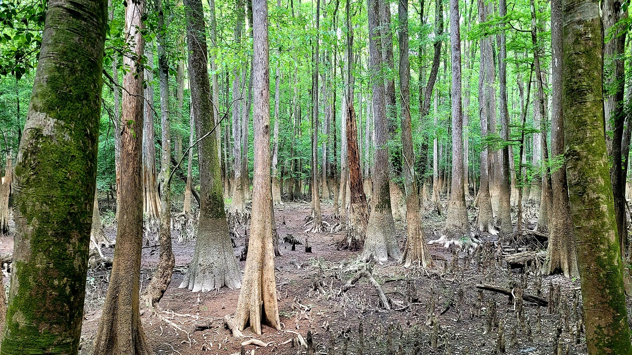 Congaree National Park Guide | Kayaking, Hiking & Old-Growth Forests