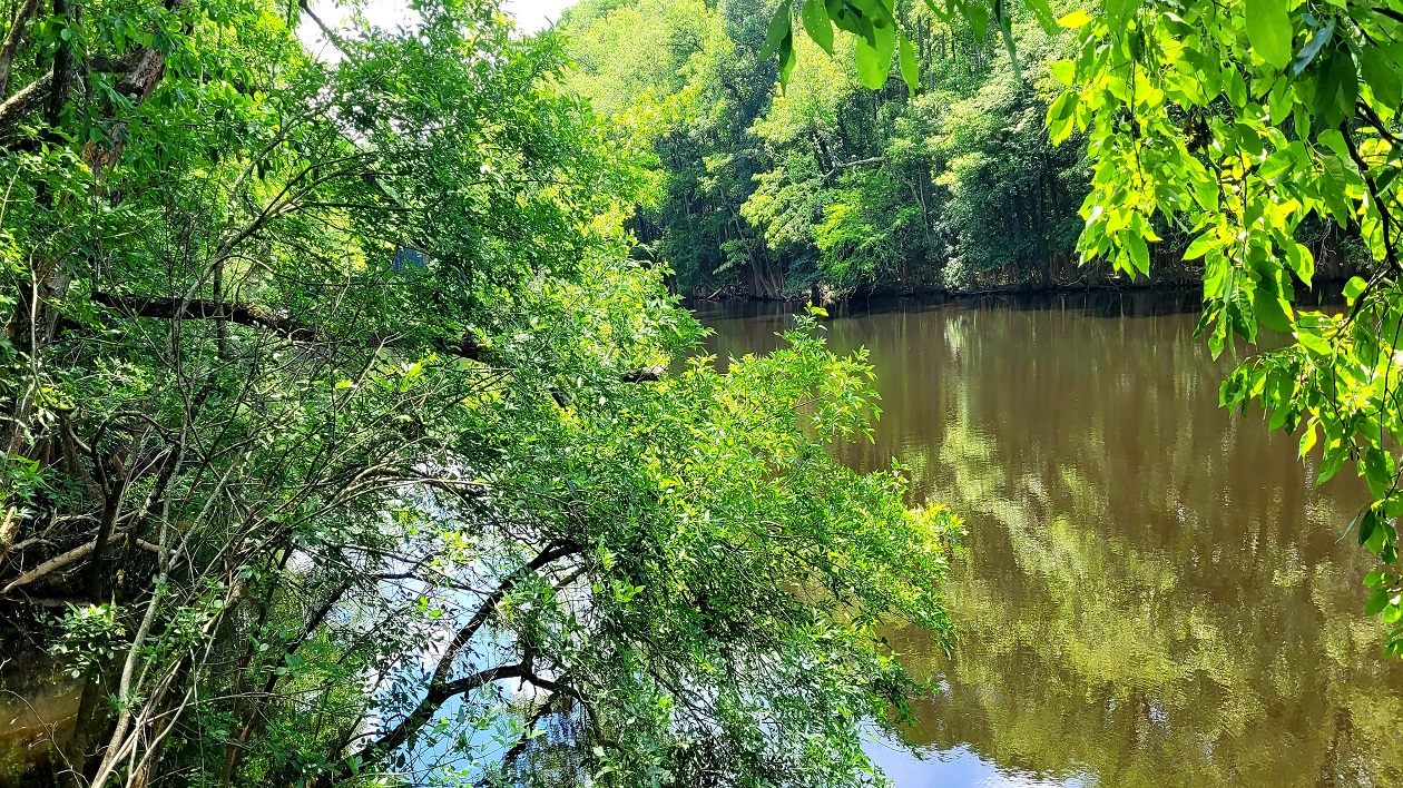 Congaree National Park Guide | Kayaking, Hiking & Old-Growth Forests